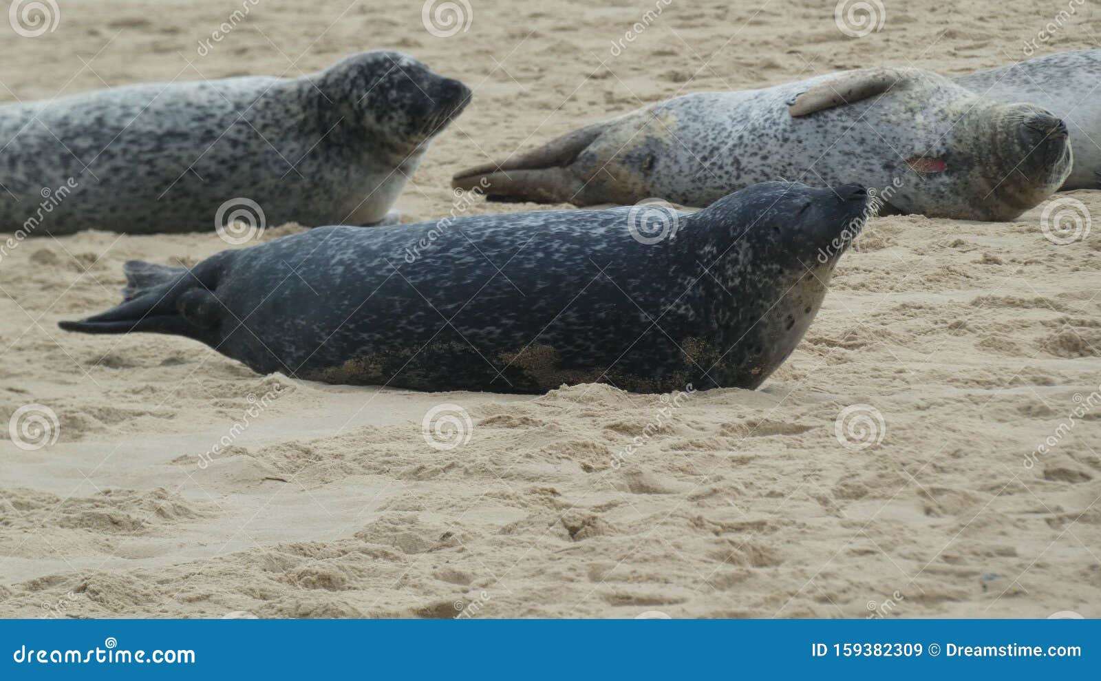 Seals Basking on the Beach stock image. Image of people - 159382309