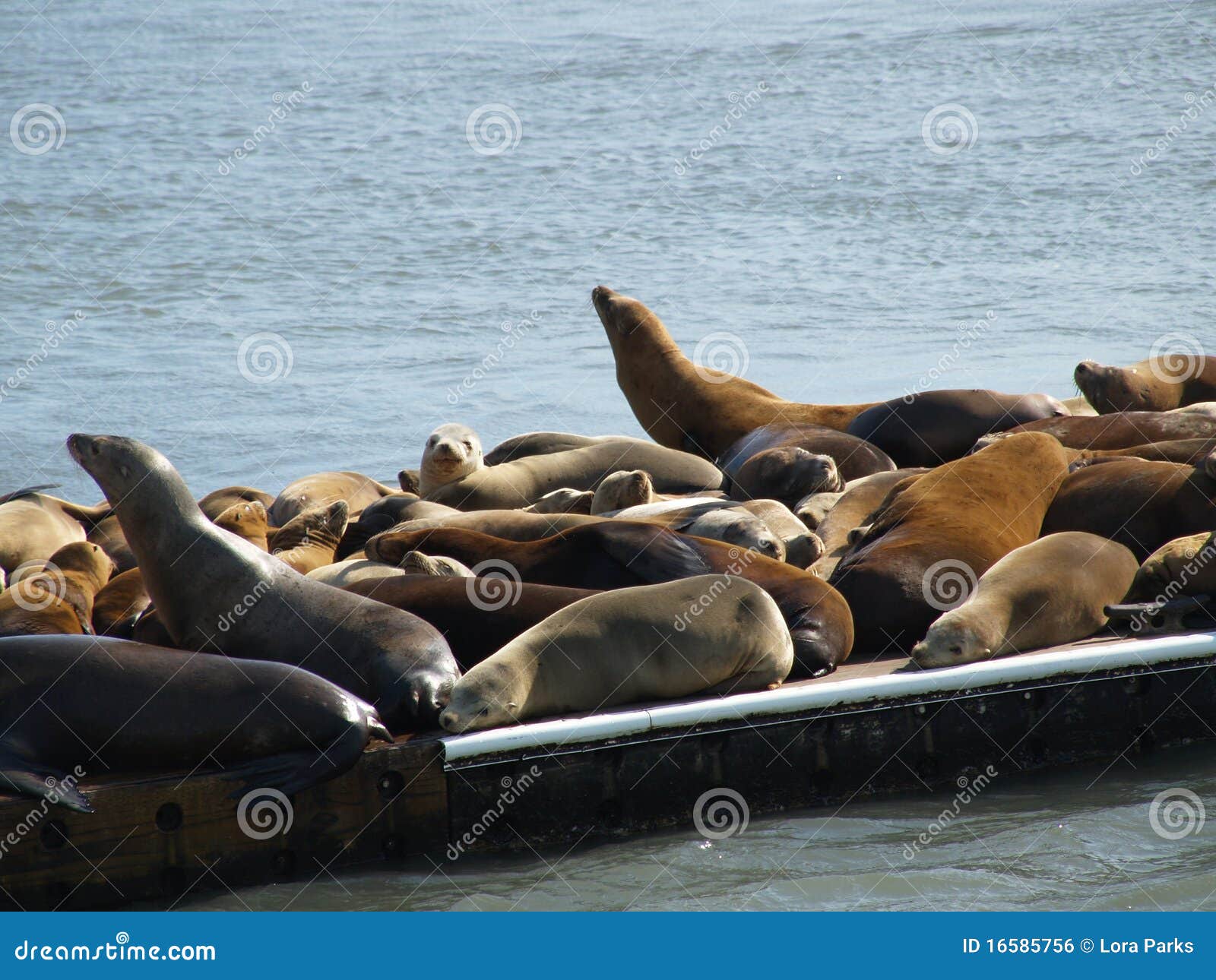 Colony of seals on pier stock photo. Image of landing - 16585756