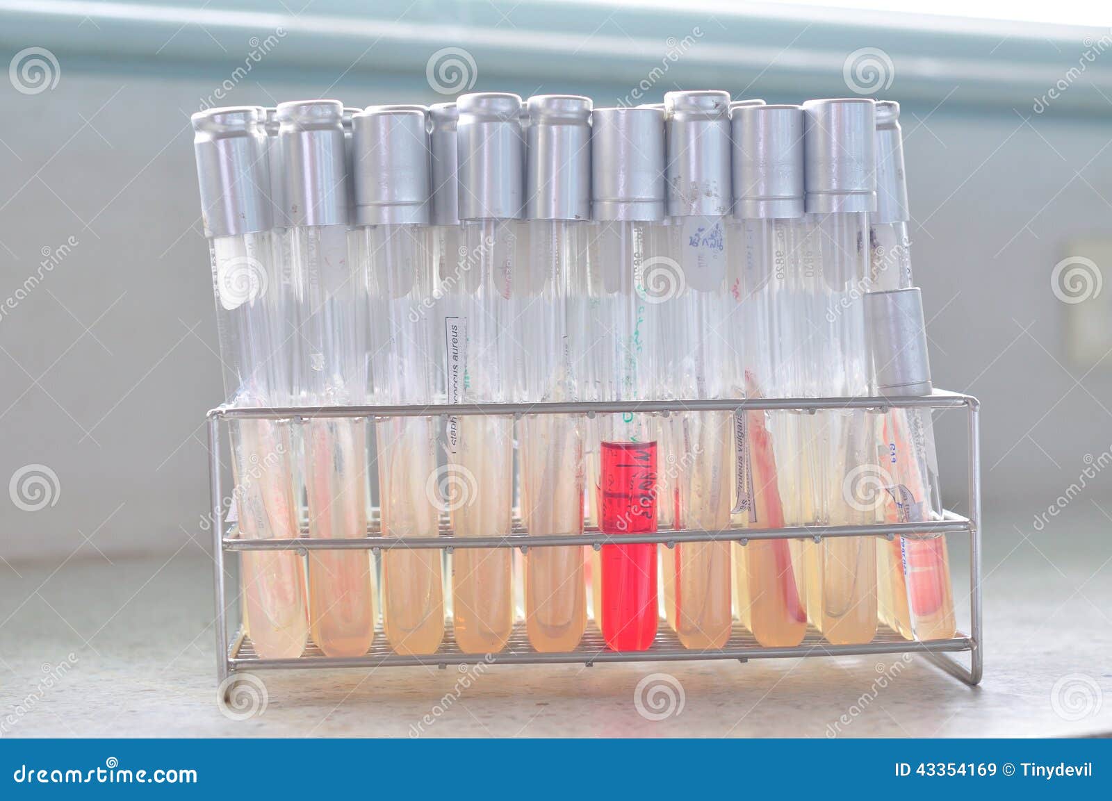 Colony in slant agar stock image. Image of biotechnology - 43354169