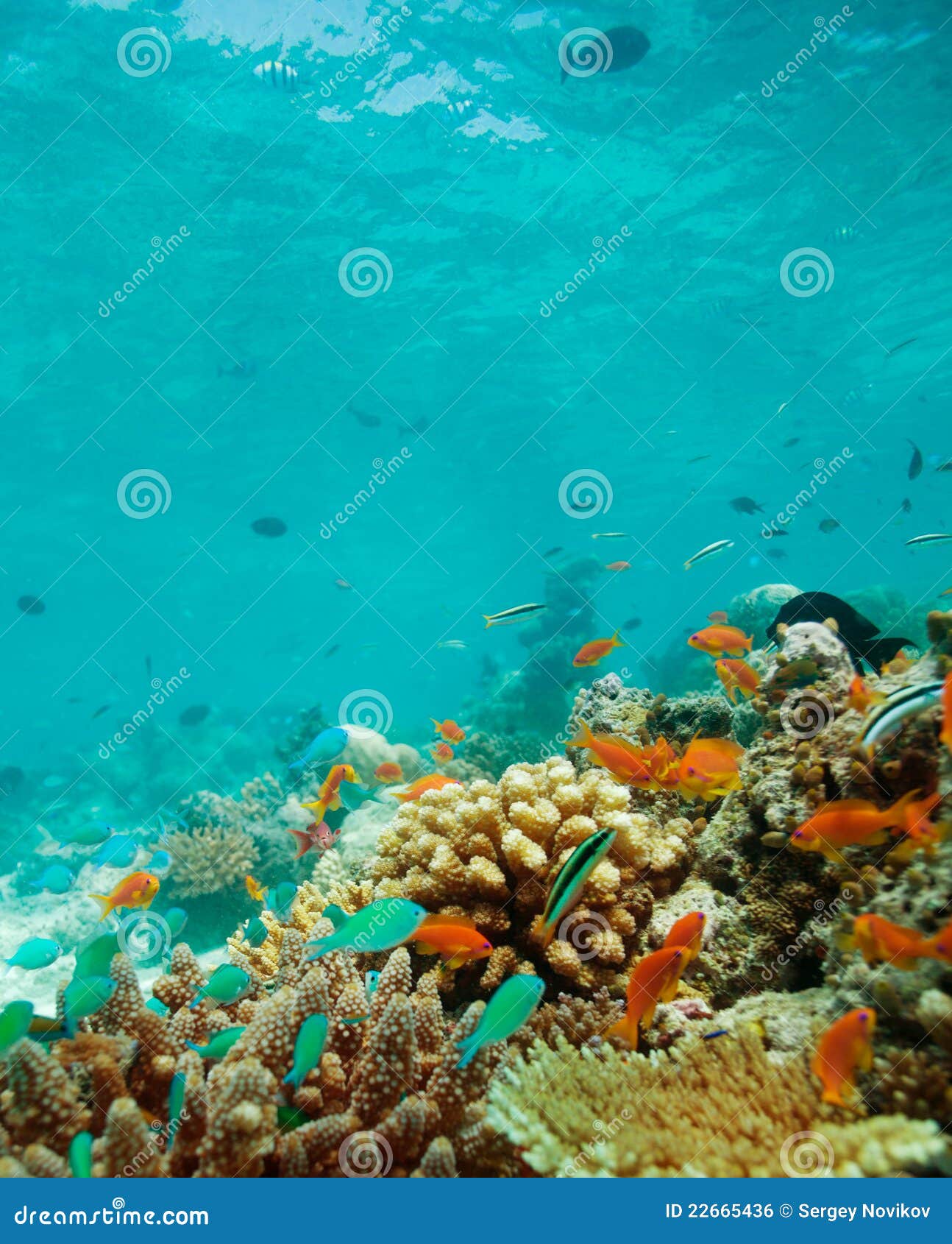 Colony of Small Fishes on the Reef Stock Photo - Image of marine, clear ...