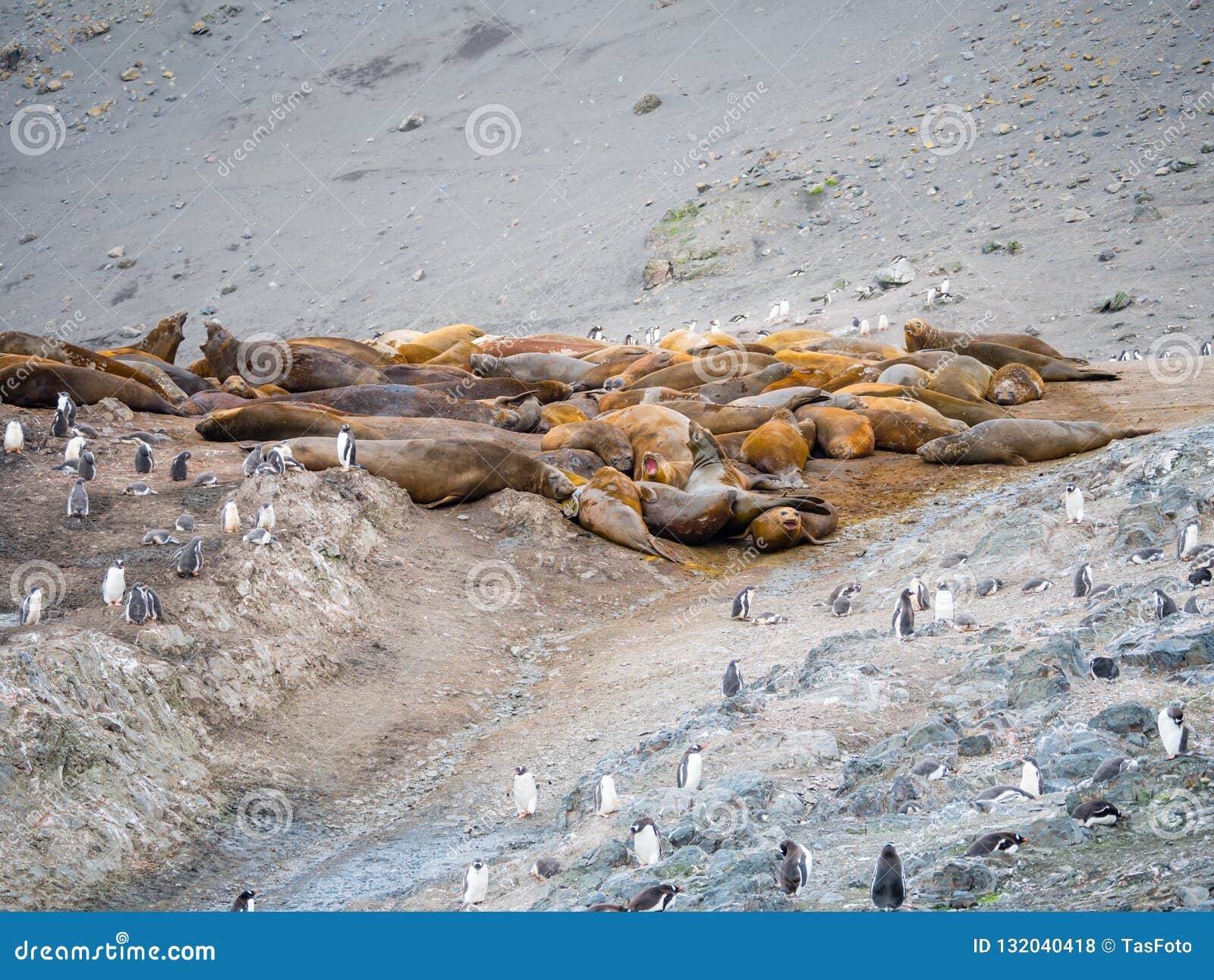 Group of Southern Elephant Seals and Gentoo Penguins at Hannah P Stock ... Group of Southern Elephant Seals and Gentoo Penguins at Hannah P Stock ...