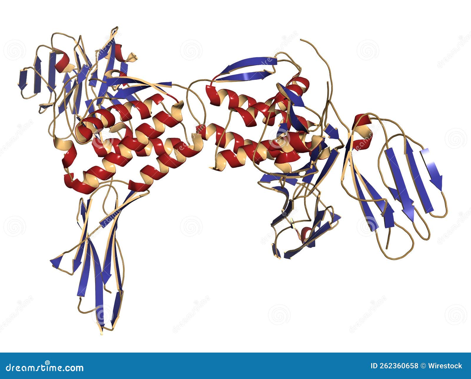 Colony-stimulating Factor 1 (CSF-1) in Complex with Its Receptor, HCSF ...
