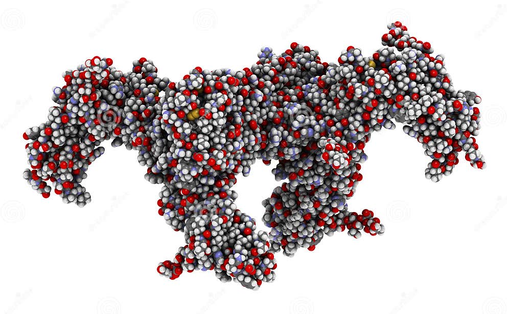 Colony-stimulating Factor 1 (CSF-1) in Complex with Its Receptor, HCSF ...