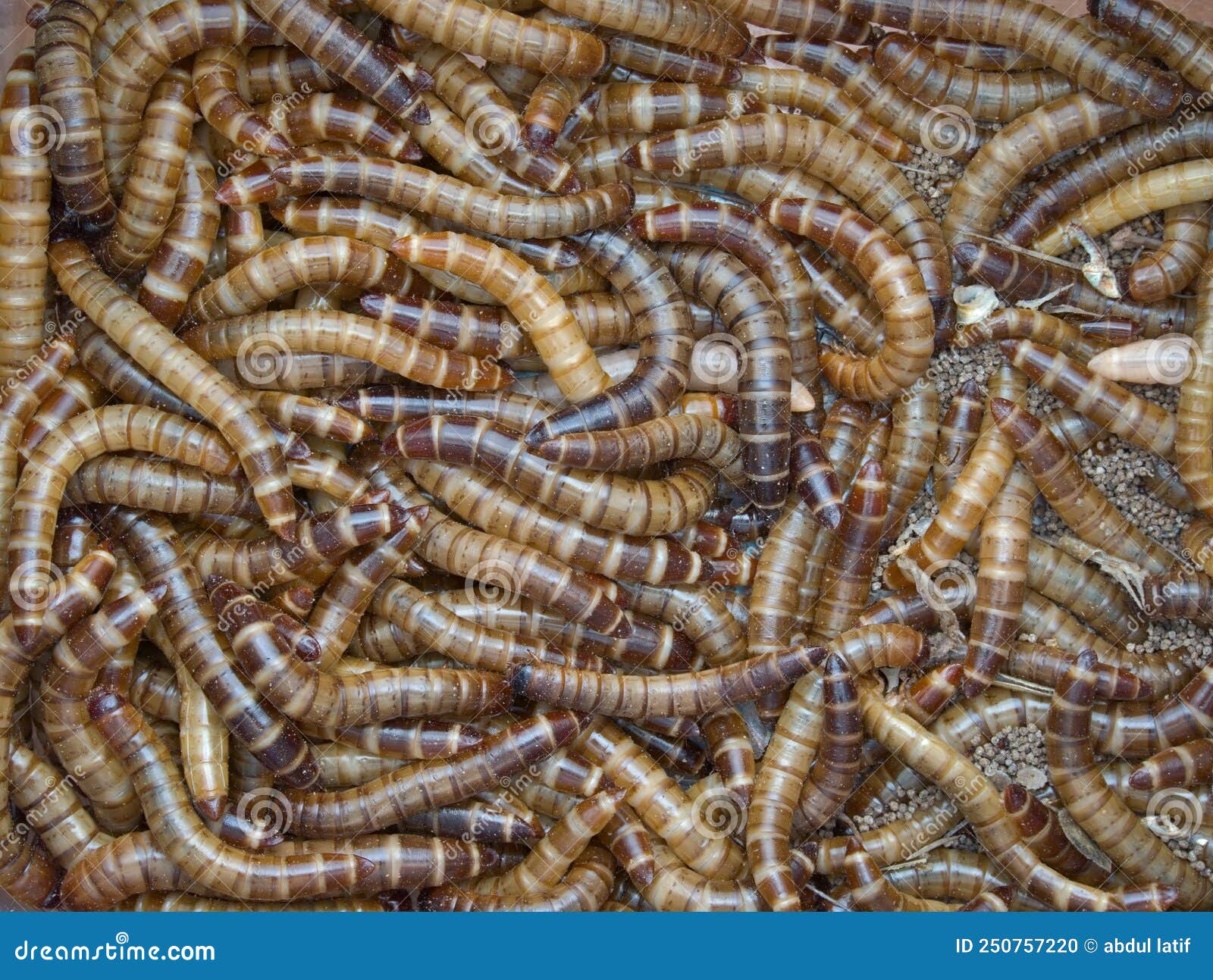 Colony of Super Worms on the Sand Stock Photo - Image of natural ...