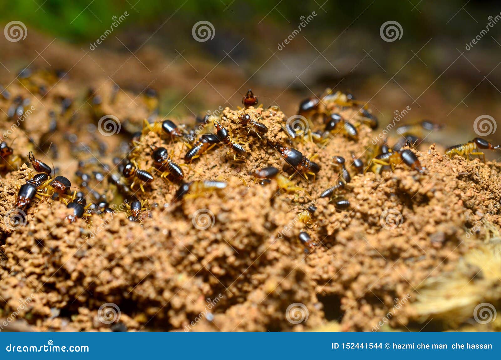Colony of Termite Ant at the Ground Stock Photo - Image of macro ...