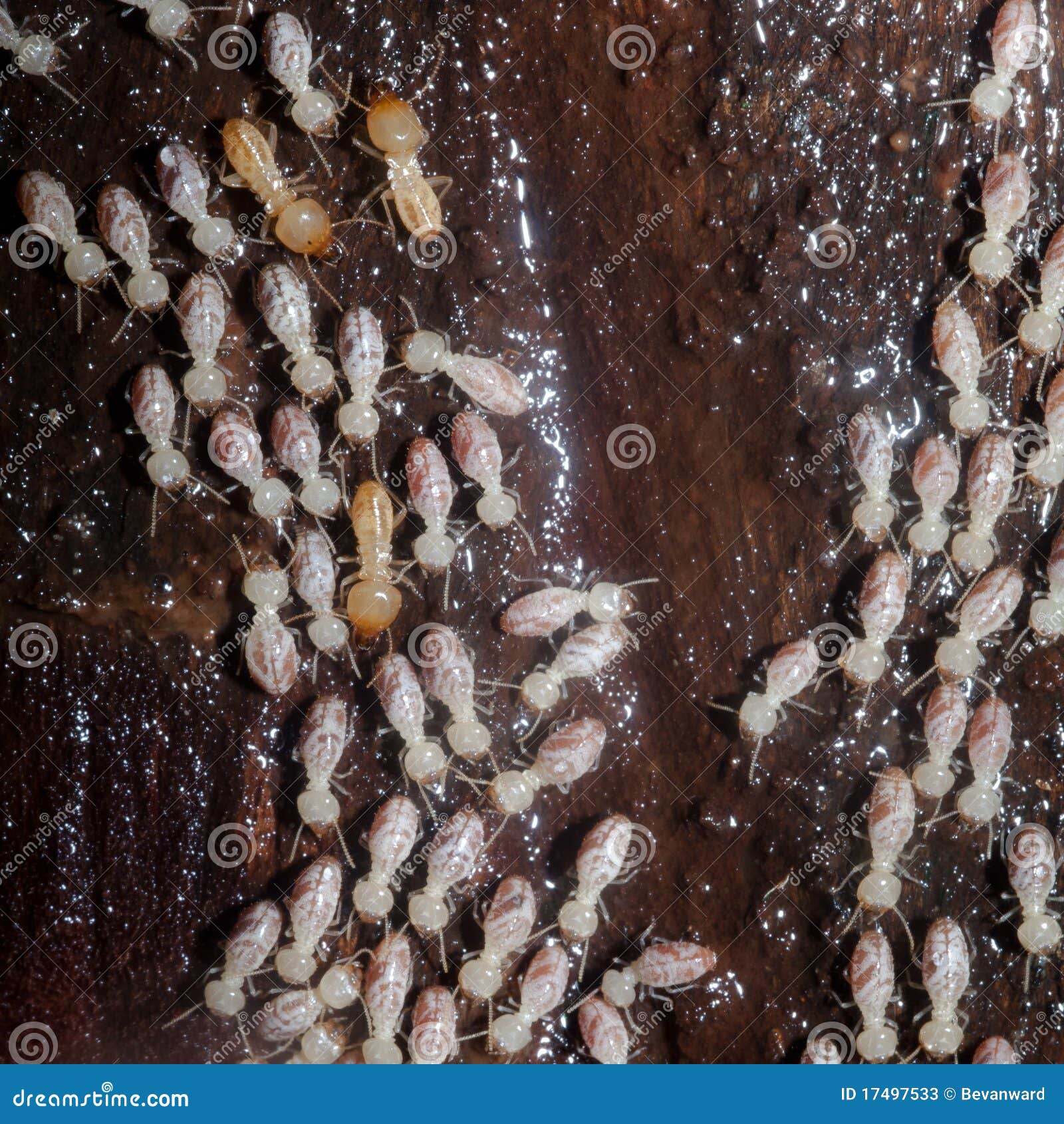 Colony of termites stock image. Image of timber, wood - 17497533
