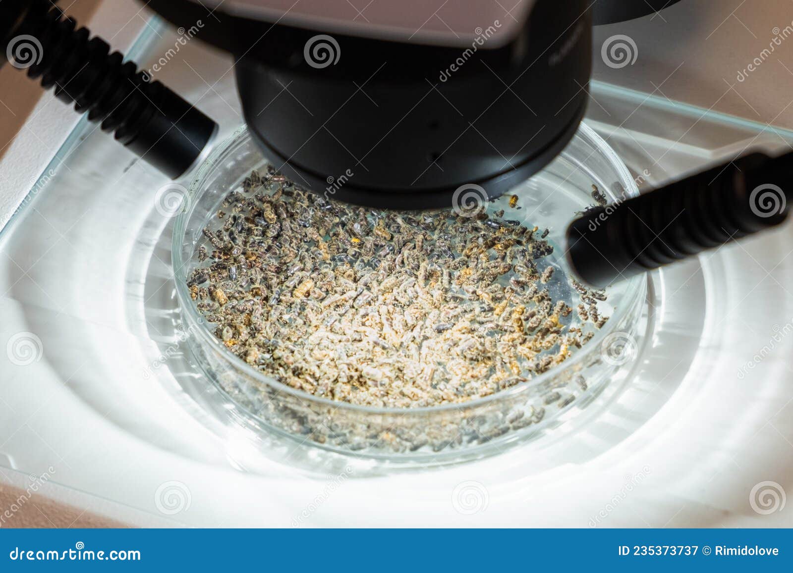 A Colony of Termites on a Petri Dish for Examination Under a Microscope ...
