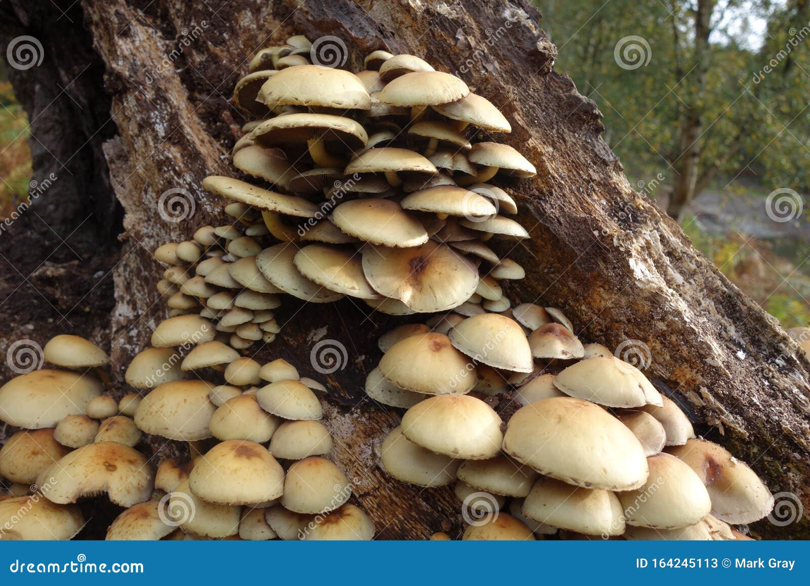 Toadstools Growing In A Forest Stock Photo | CartoonDealer.com #161251074