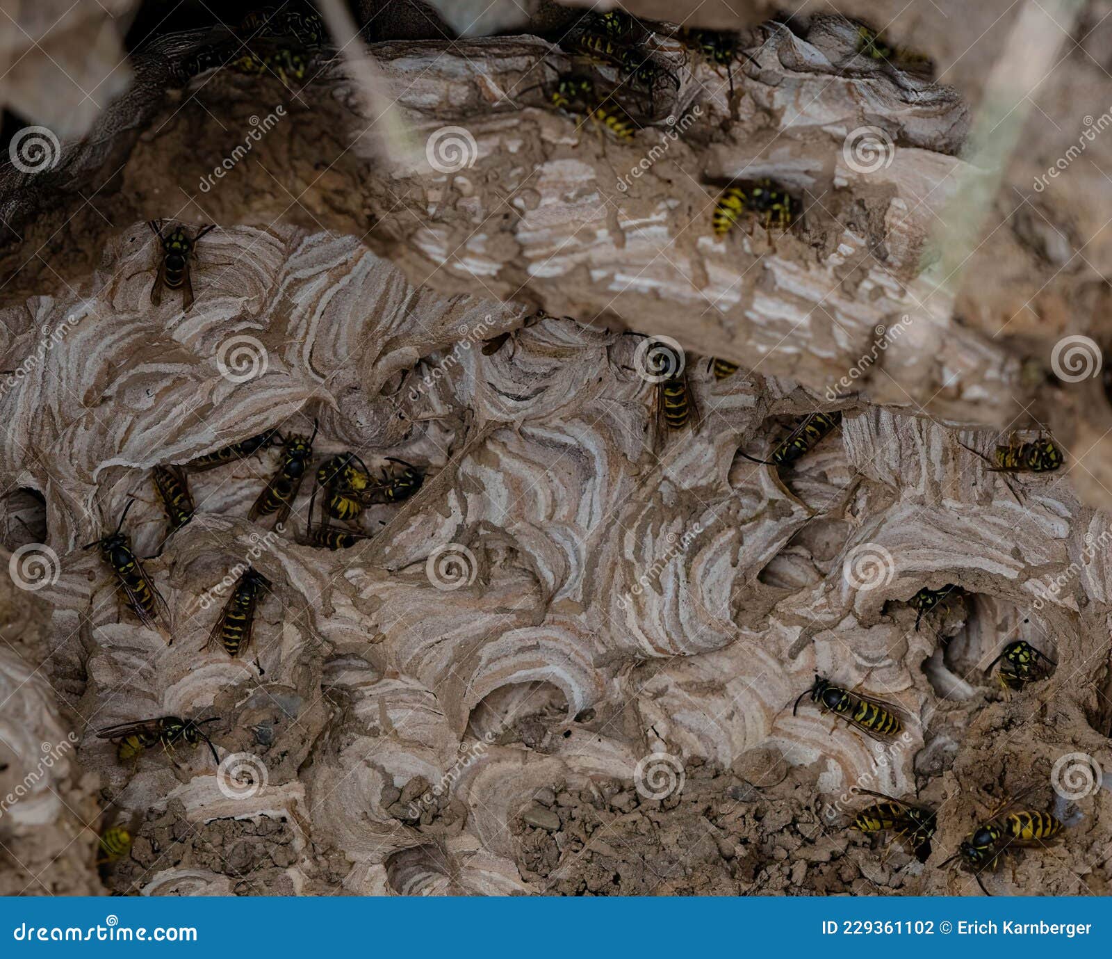 Colony of wasps in a nest stock photo. Image of nest - 229361102