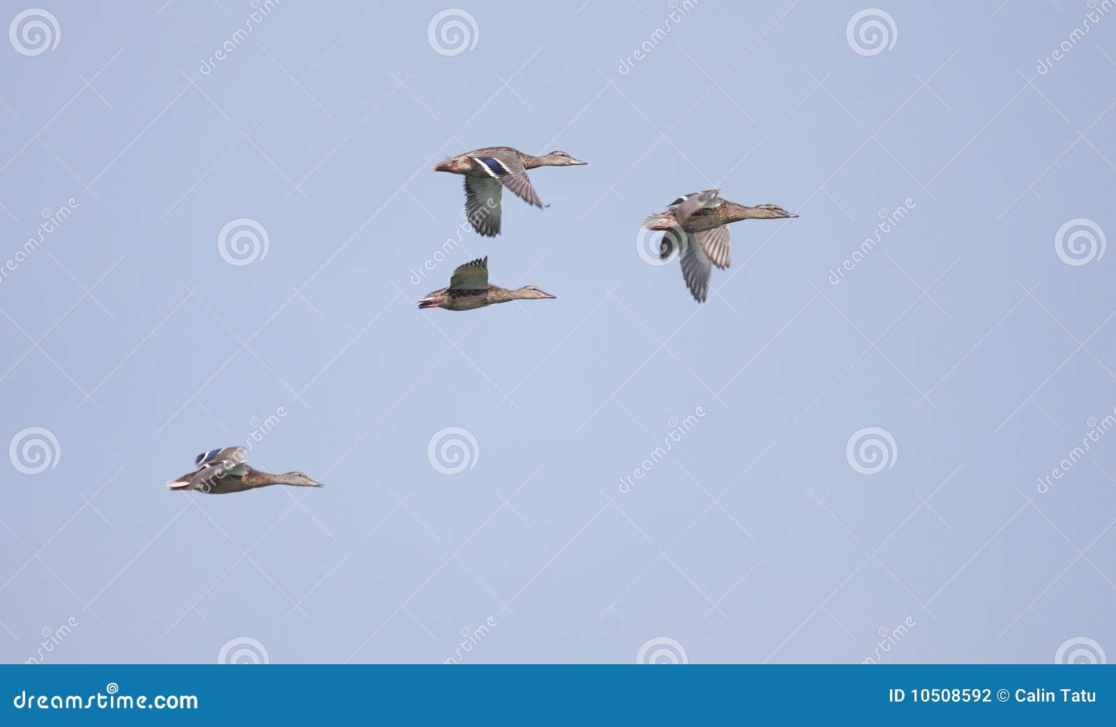 Colony of Wild Ducks Anas Platyrhynchos Flying Stock Photo - Image of ...