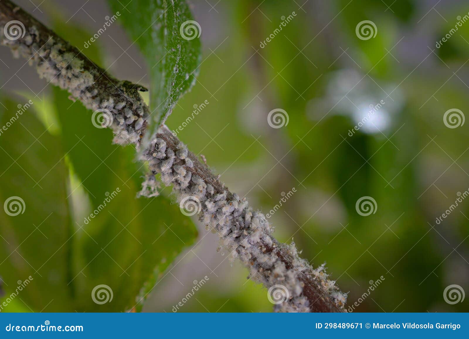 Colony Of Woolly Apple Aphids Or American Blight Eriosoma Lanigerum ...