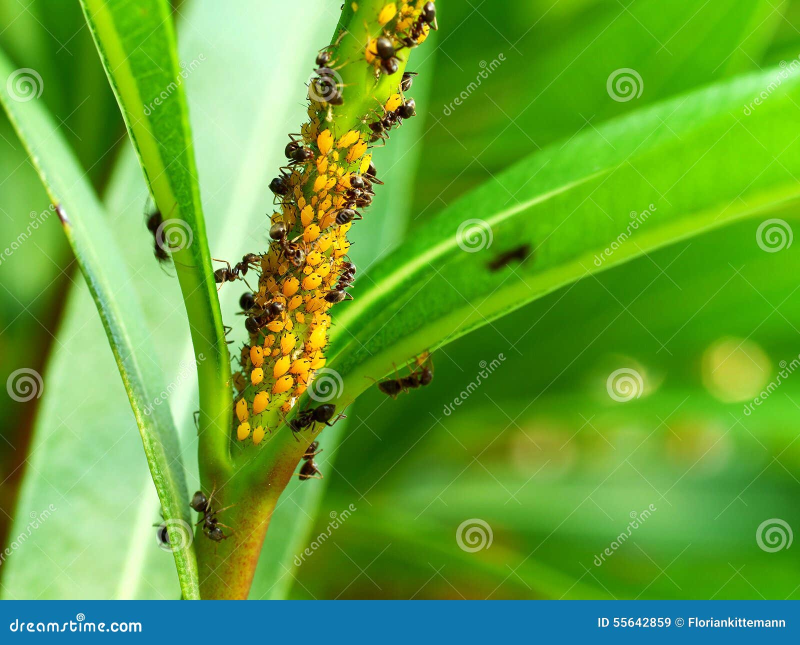 The Oleander Aphids Also Known As Milkweed Aphids Which Are Insect Pest ...