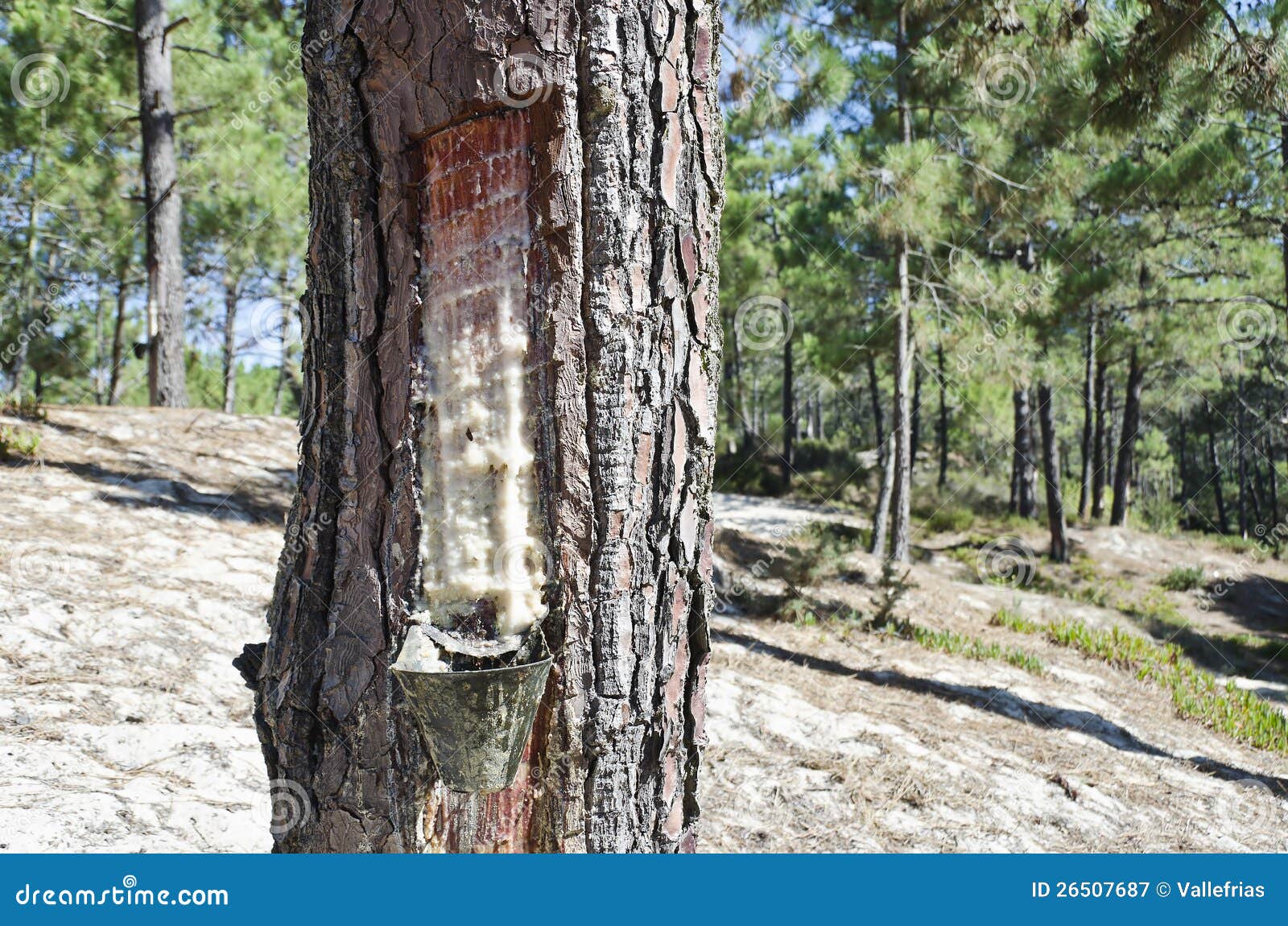 Colophane image stock. Image du lancement, nature, colophane - 26507687