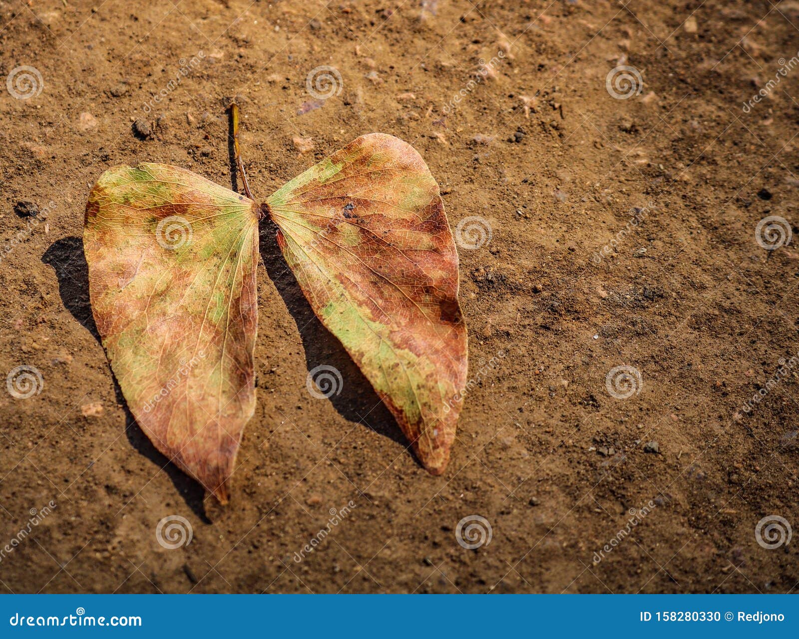 African Mopane leaf stock photo. Image of colour, summer - 158280330