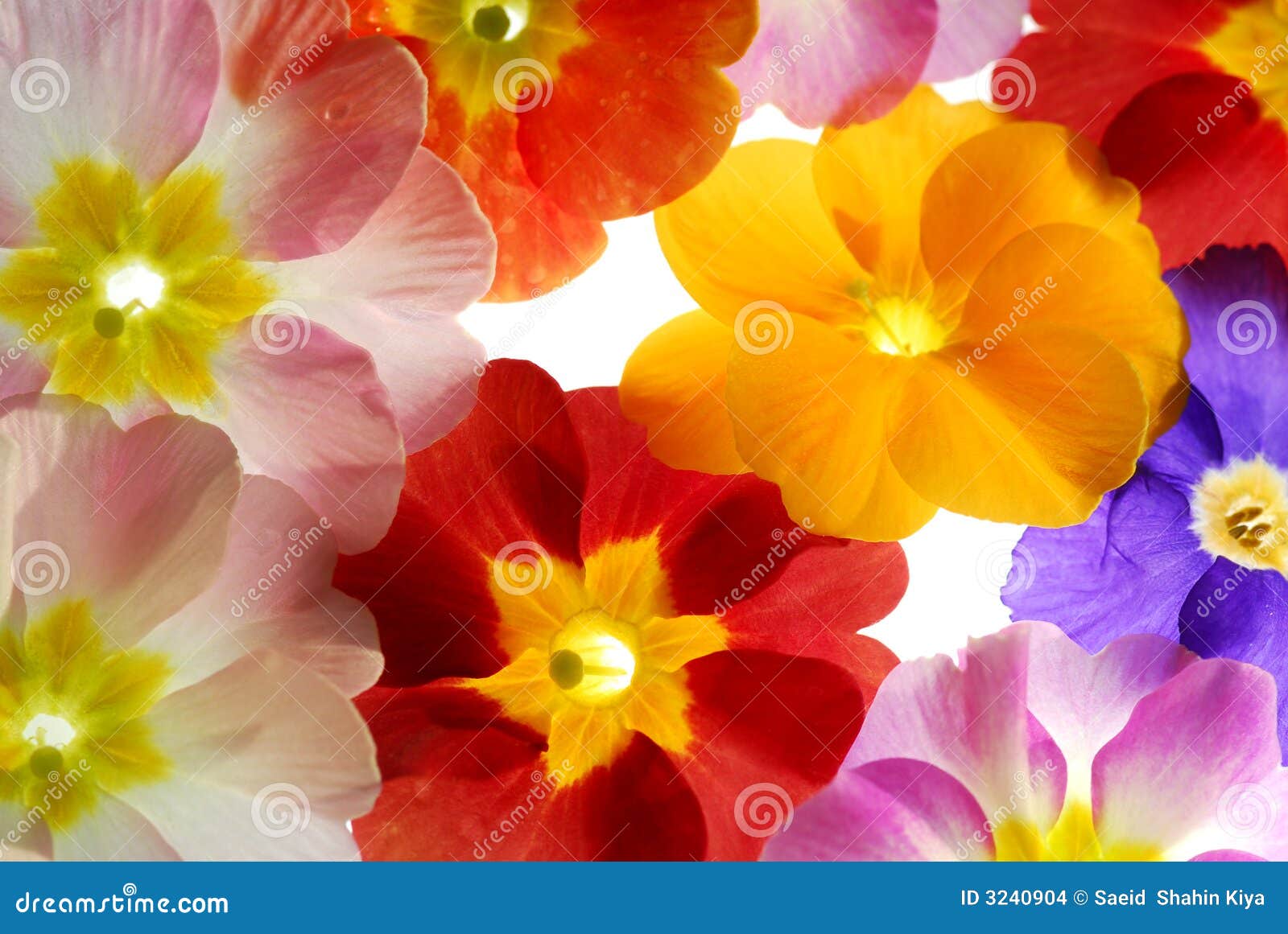 Color stock photo. Image of finest, seasonal, botany, primrose - 3240904