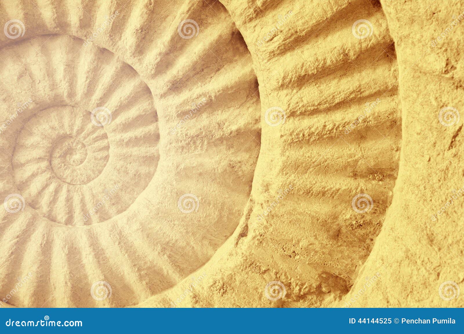 Color of Ammonite Prehistoric Fossil. Stock Image - Image of coil ...
