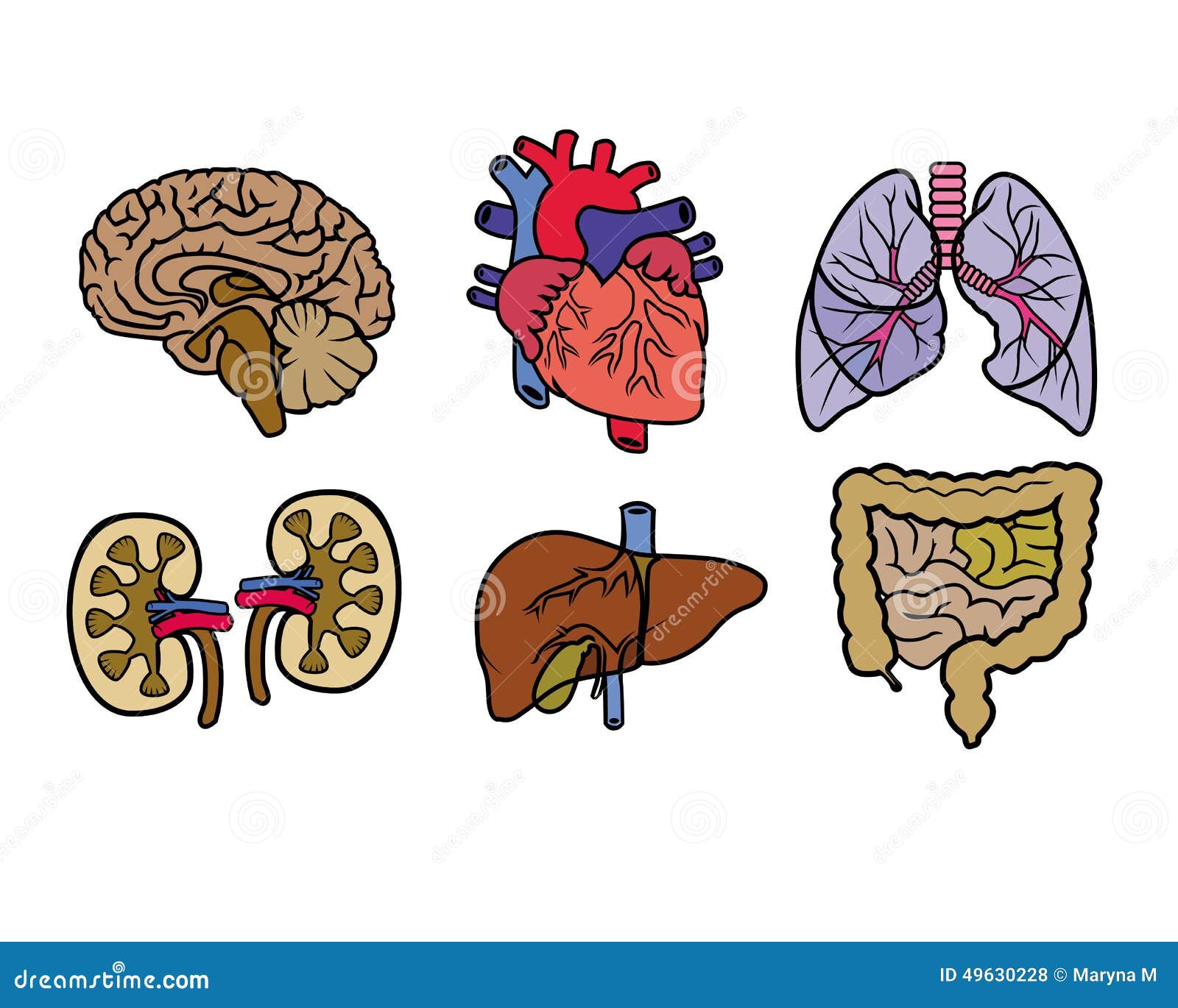 Color anatomy organs stock vector. Illustration of science - 49630228