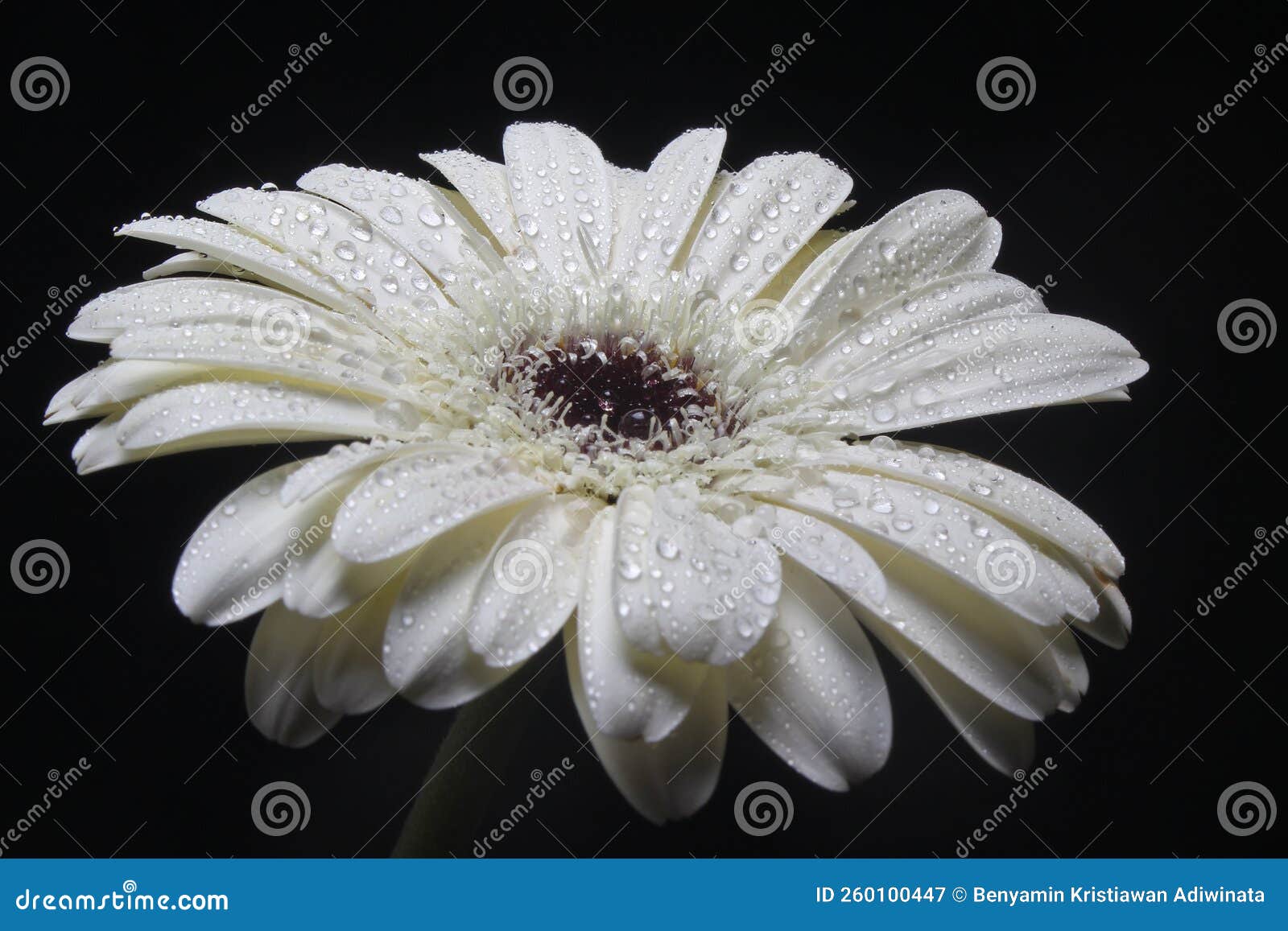 Color Arcoiris Duo Flor Gerbera Hermosa Flor Aster Imagen de archivo ...
