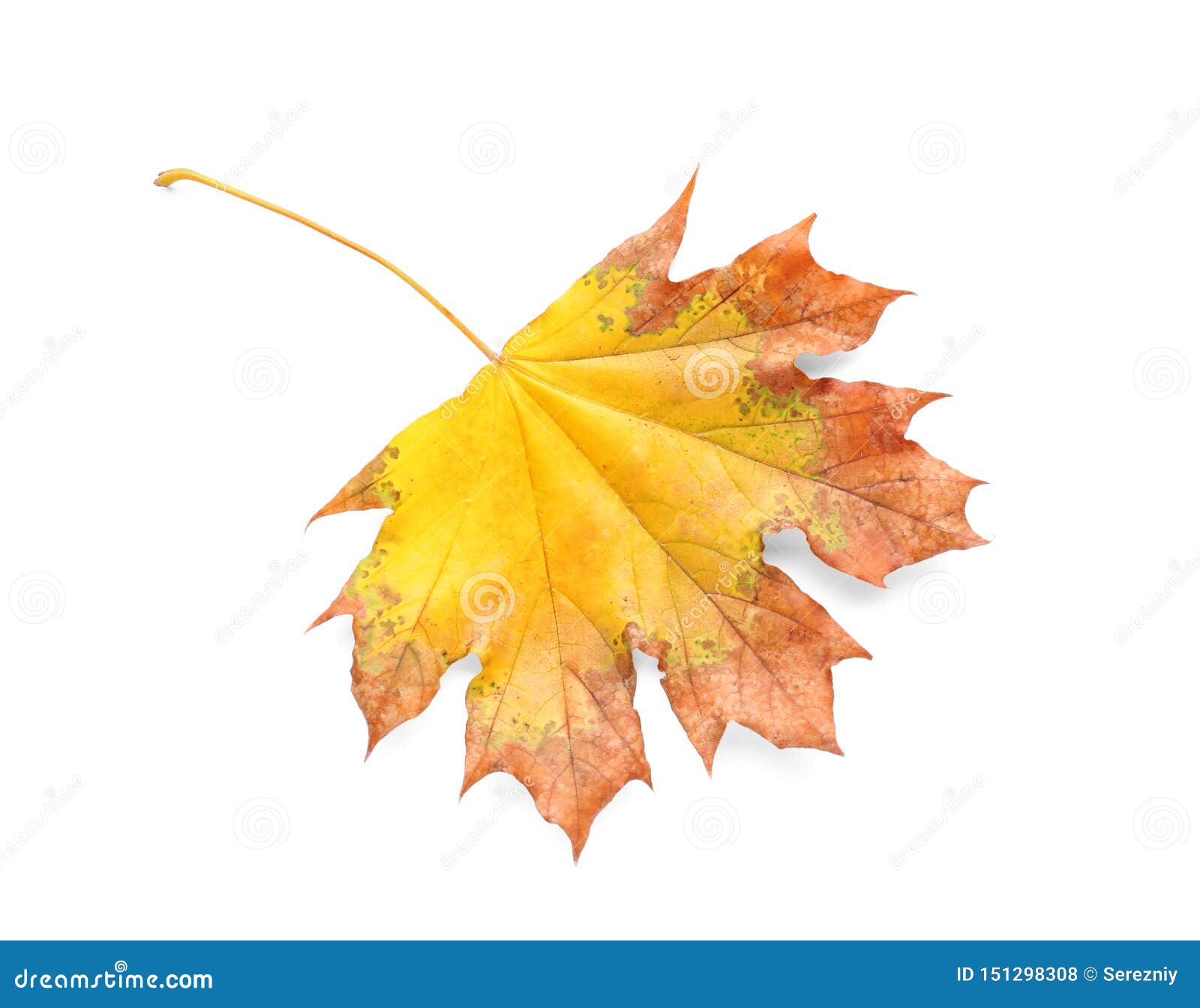 Color Autumn Leaf on White Background Stock Photo - Image of nature ...