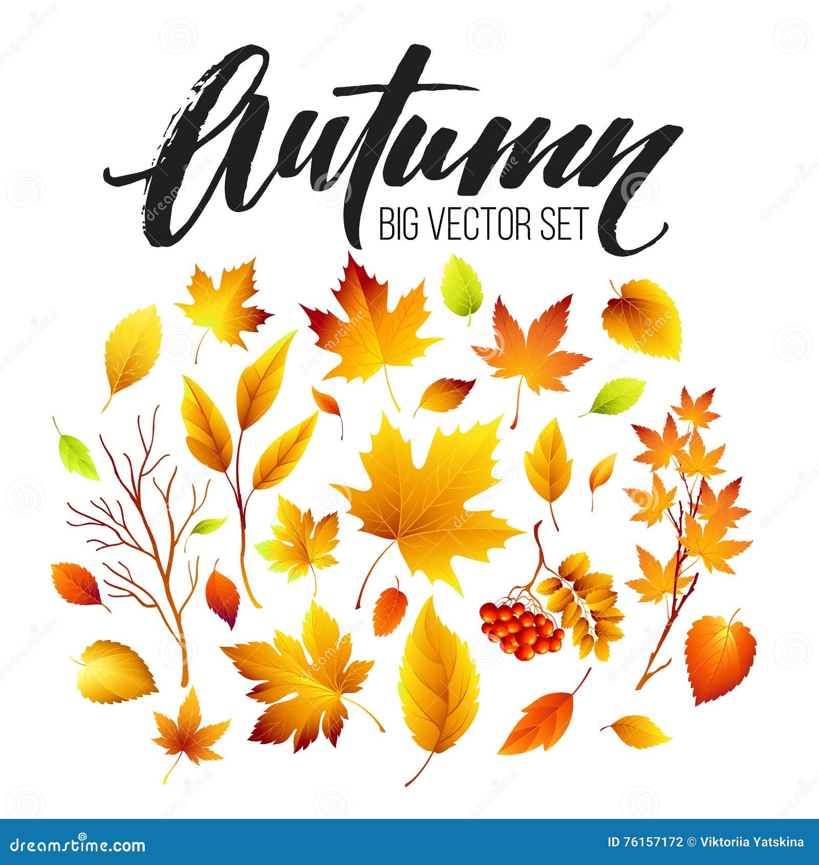 Color Autumn Leaves on White Background. Fall Leaf Set Stock Vector ...