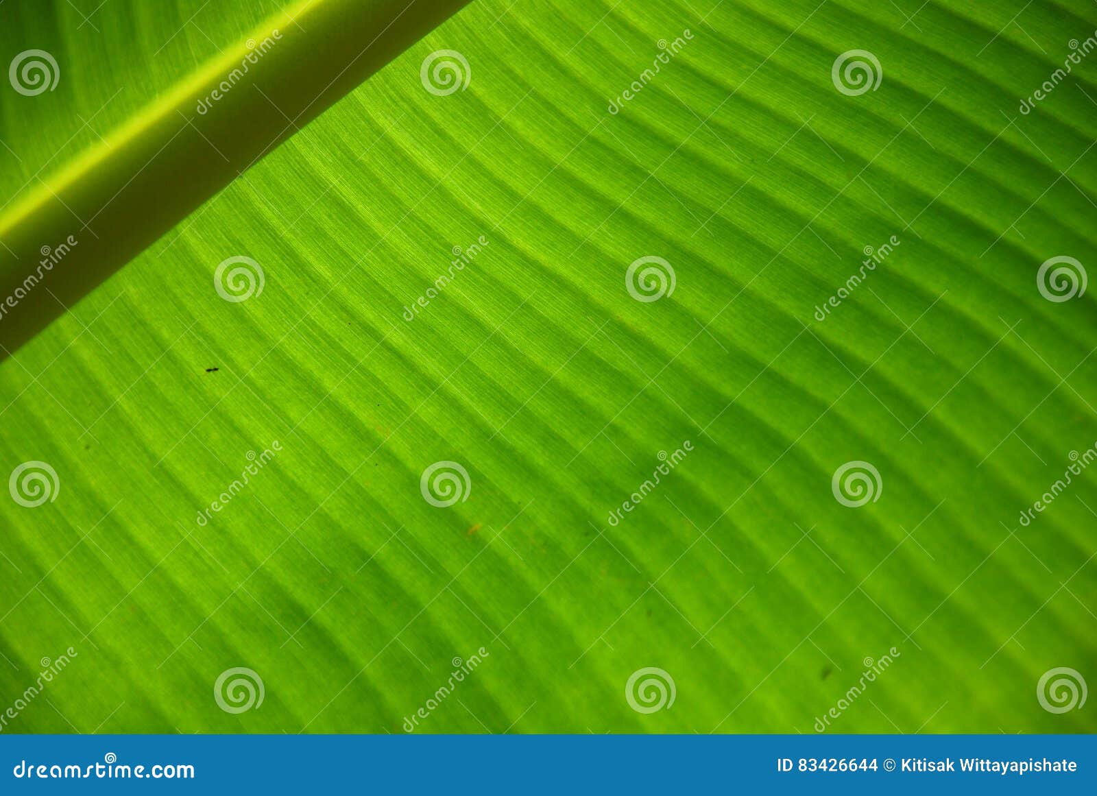 Color of Banana Leaf stock photo. Image of nature, isolated - 83426644