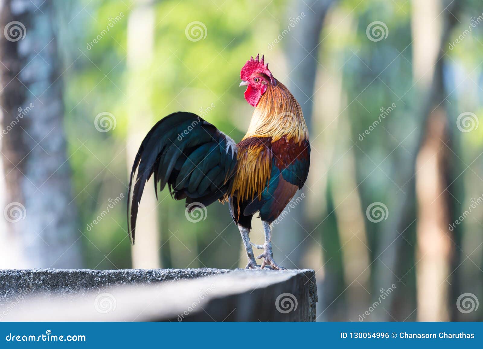 Bantam stock photo. Image of nature, rural, fowl, crowing - 130054996