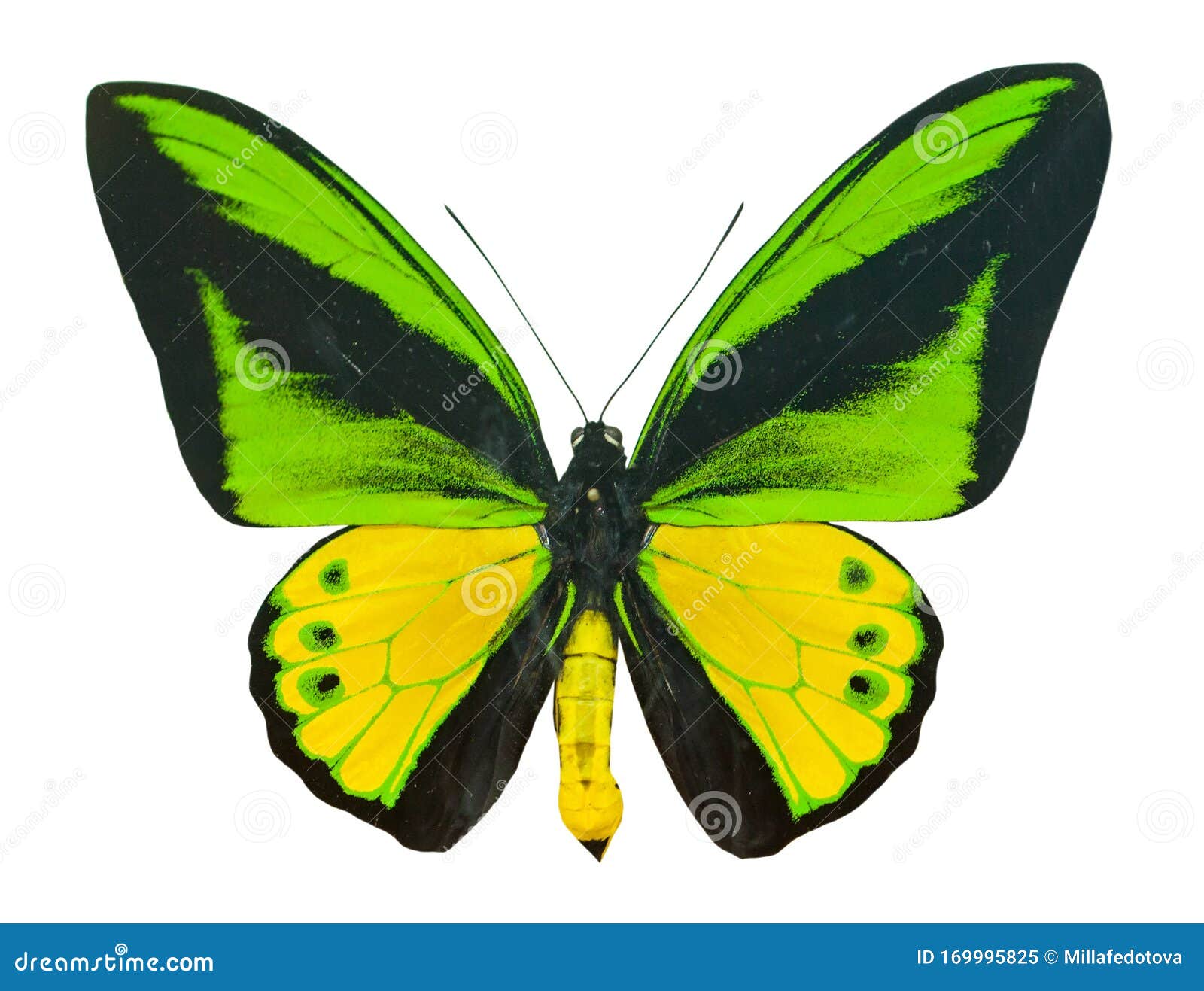 Color Beautiful Butterfly Flying, Isolated on White Stock Image - Image ...