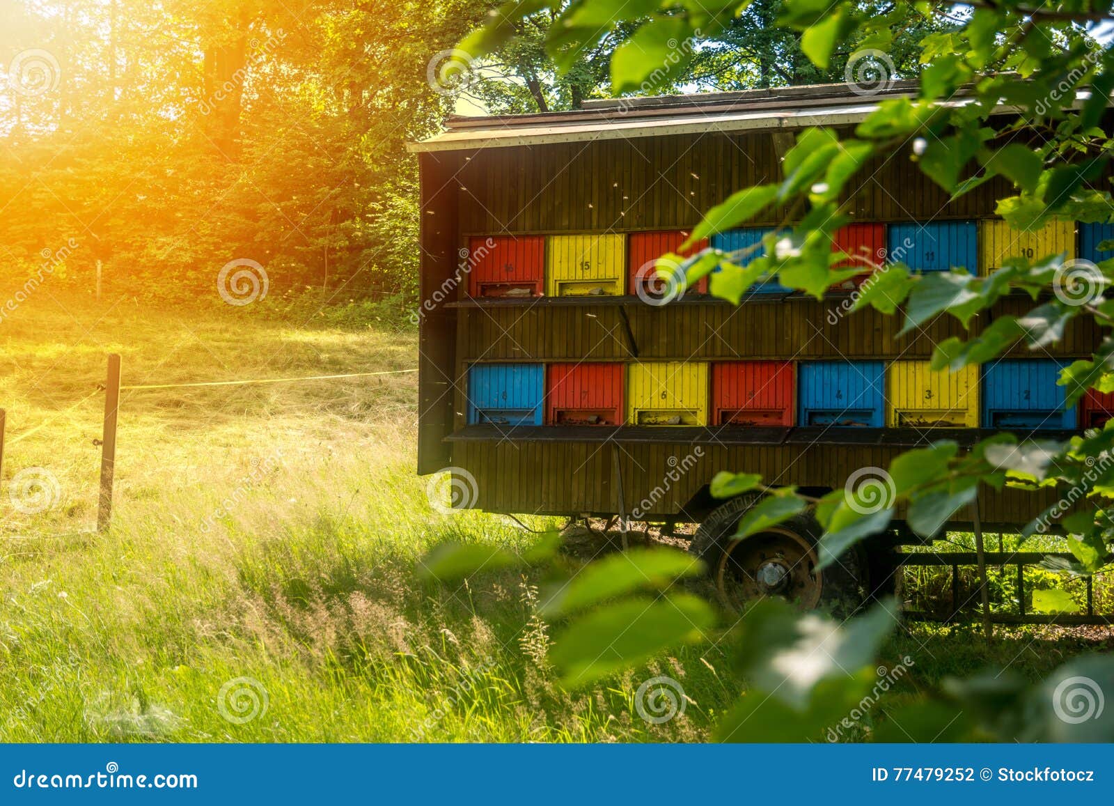 Color bee hive stock photo. Image of wild, honeycomb - 77479252
