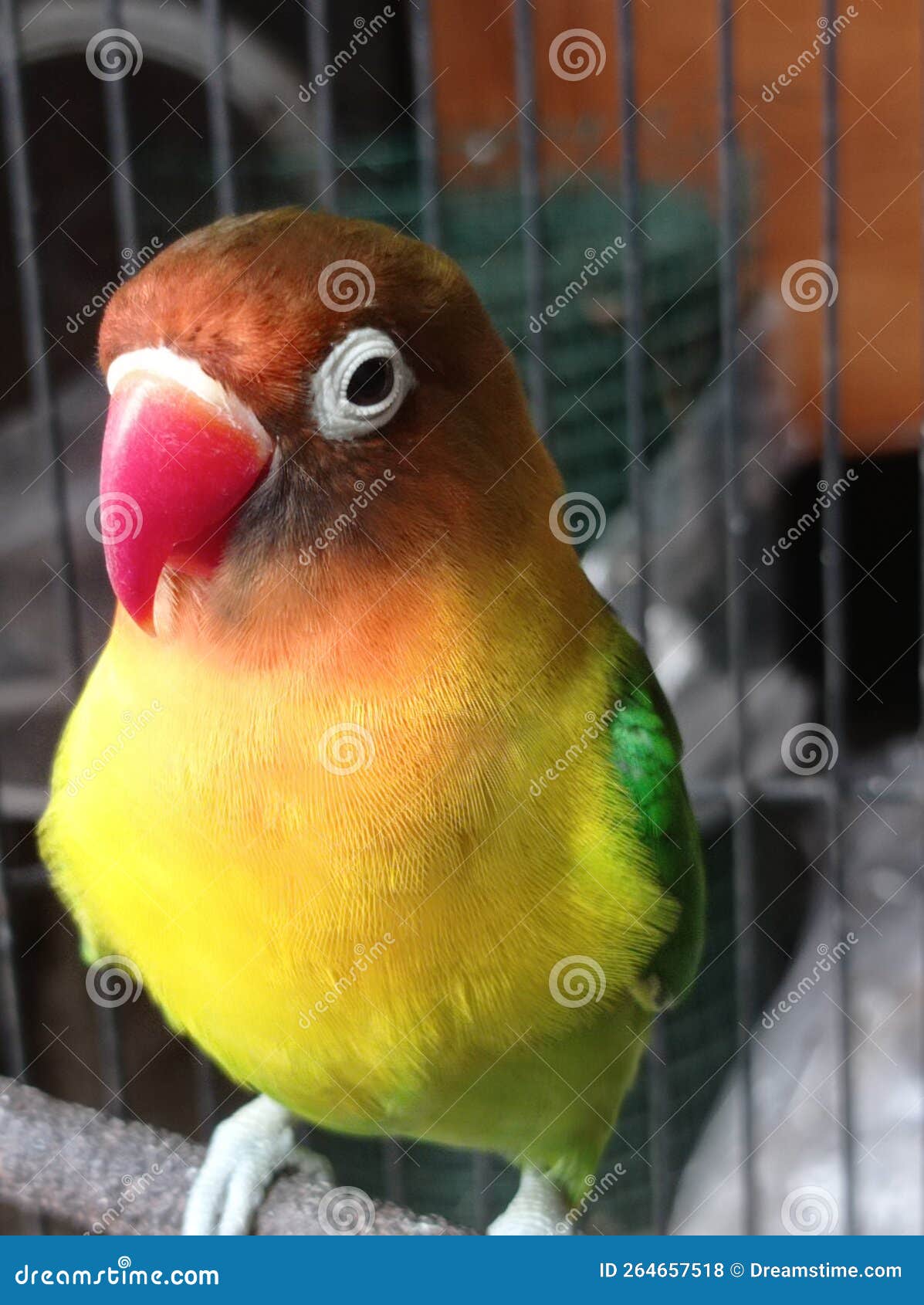 Color of Bird in Yellow and Green Stock Photo - Image of wing, budgie ...