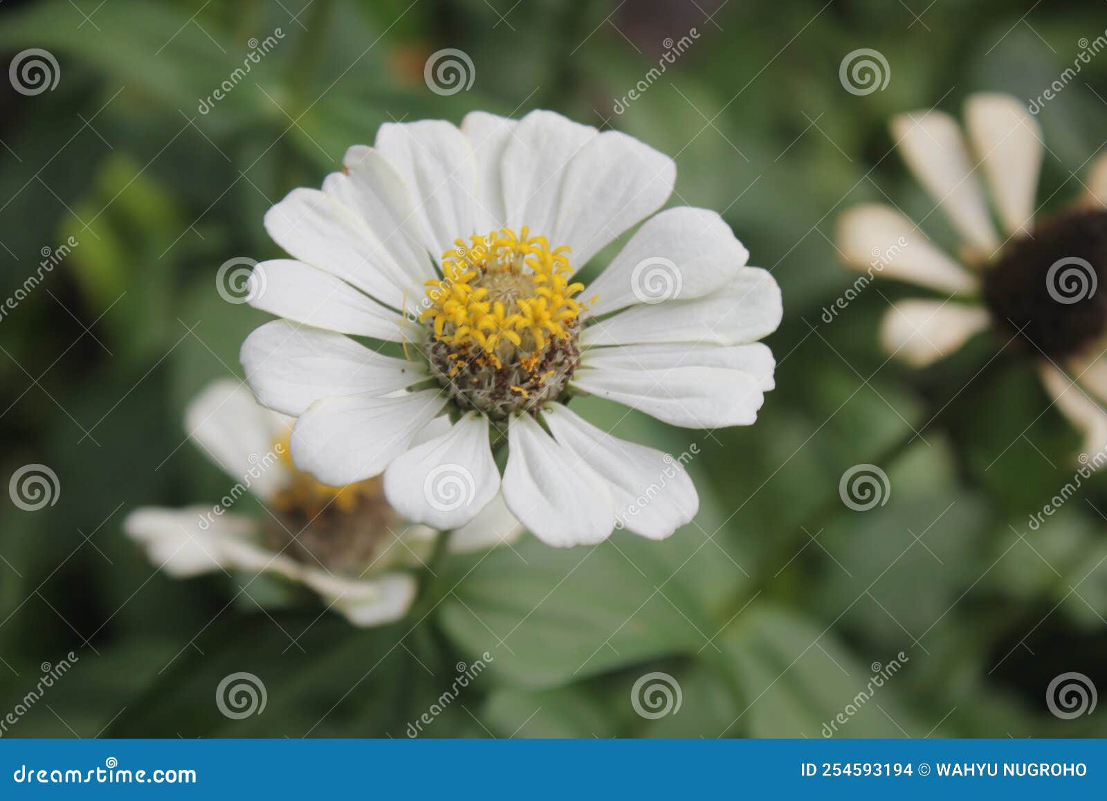 Color Blanco De La Flor De Zinnia Peruana Foto de archivo - Imagen de ...