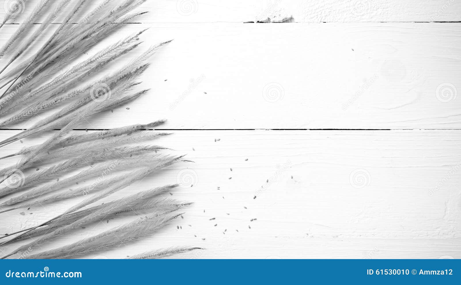 Color Blanco Y Negro Del Trigo Foto de archivo - Imagen de primer ...