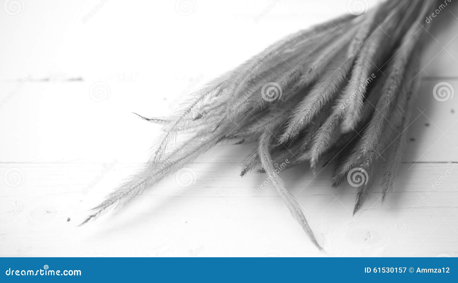 Color Blanco Y Negro Del Trigo Imagen de archivo - Imagen de ...