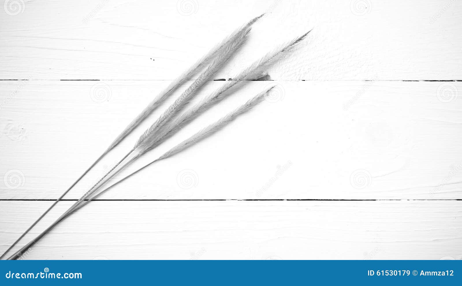 Color Blanco Y Negro Del Trigo Imagen de archivo - Imagen de harina ...