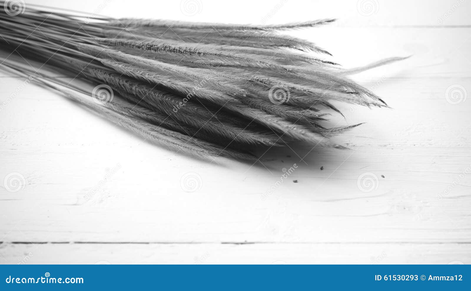 Color Blanco Y Negro Del Trigo Imagen de archivo - Imagen de entero ...