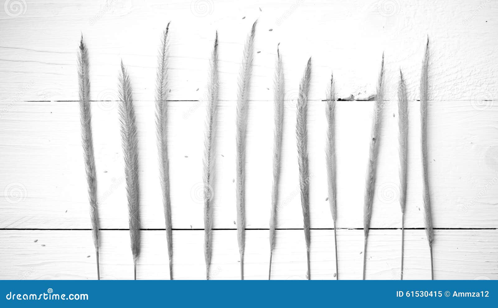 Color Blanco Y Negro Del Trigo Imagen de archivo - Imagen de alimento ...