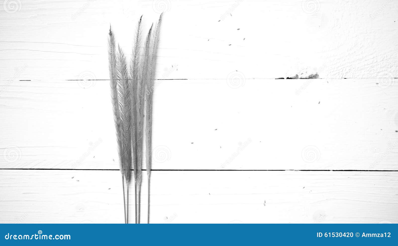 Color Blanco Y Negro Del Trigo Foto de archivo - Imagen de primer ...