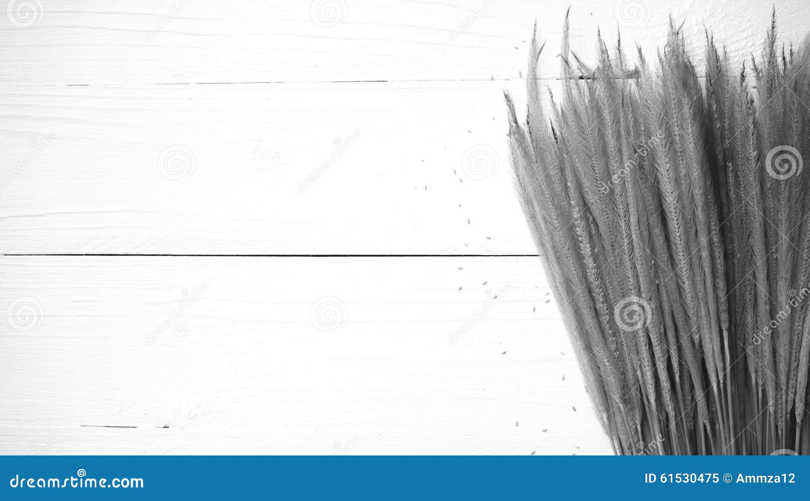 Color Blanco Y Negro Del Trigo Imagen de archivo - Imagen de seco ...