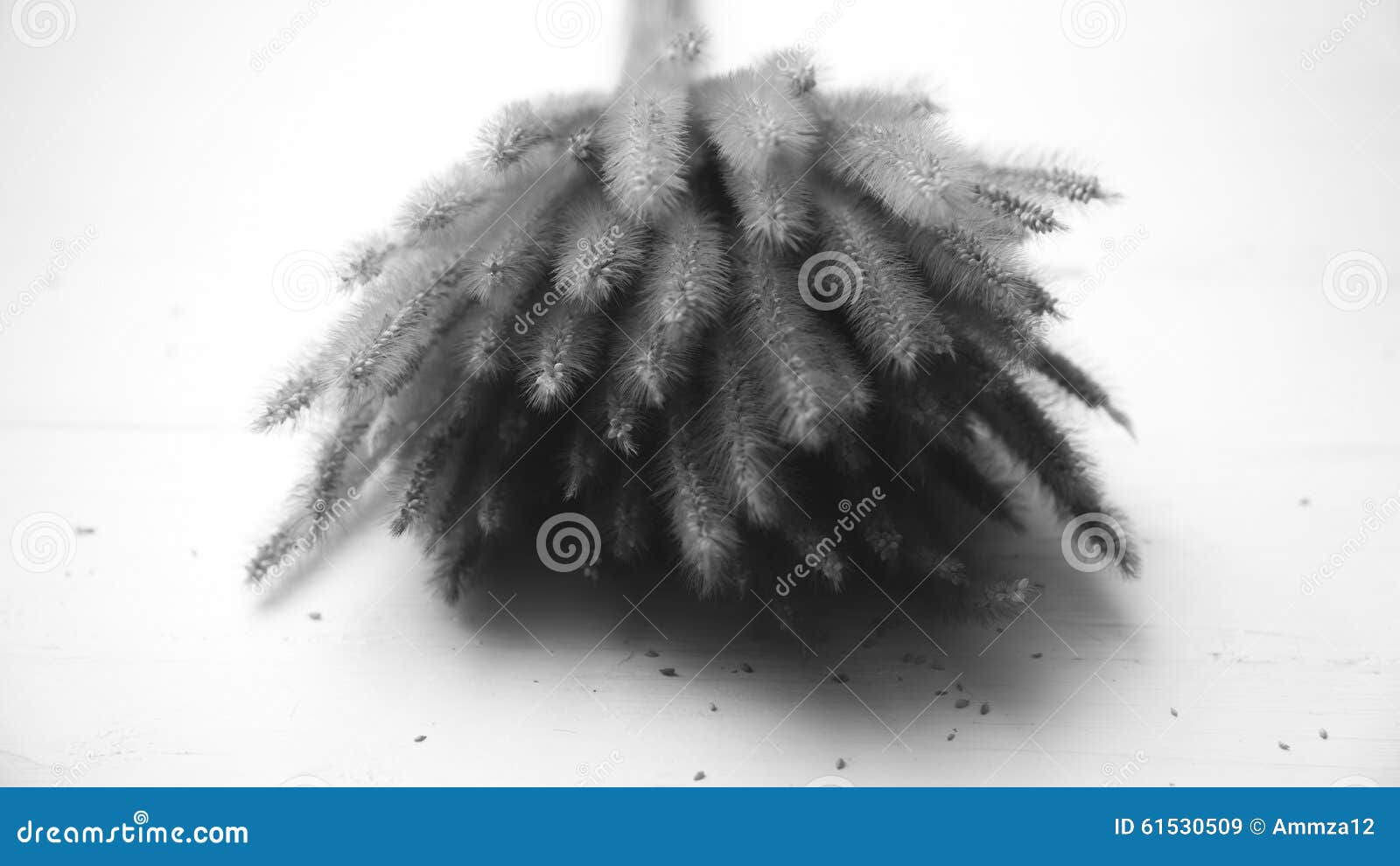 Color Blanco Y Negro Del Trigo Imagen de archivo - Imagen de seco, cubo ...