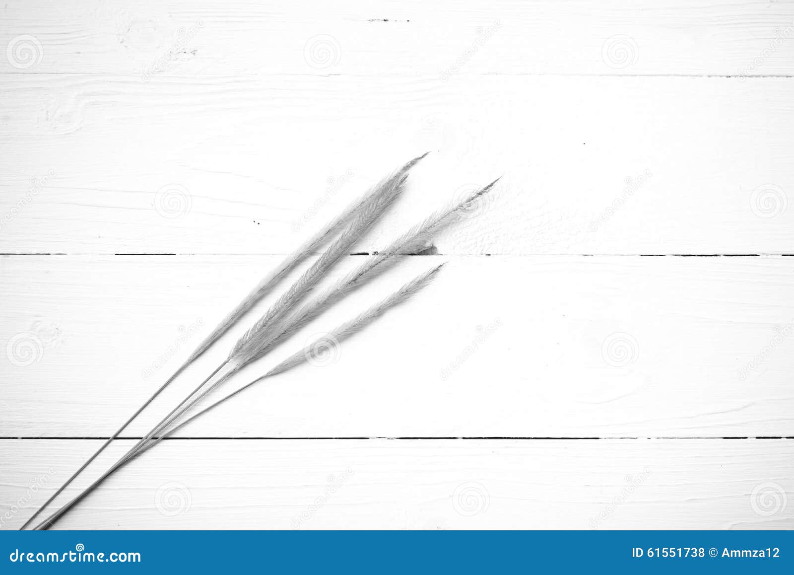 Color Blanco Y Negro Del Trigo Foto de archivo - Imagen de cubo, germen ...