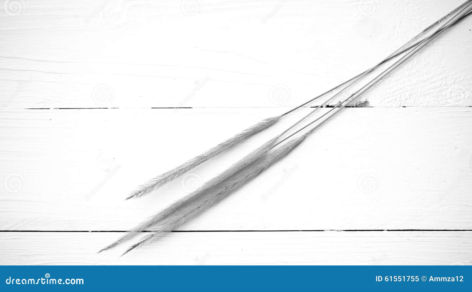 Color Blanco Y Negro Del Trigo Imagen de archivo - Imagen de germen ...