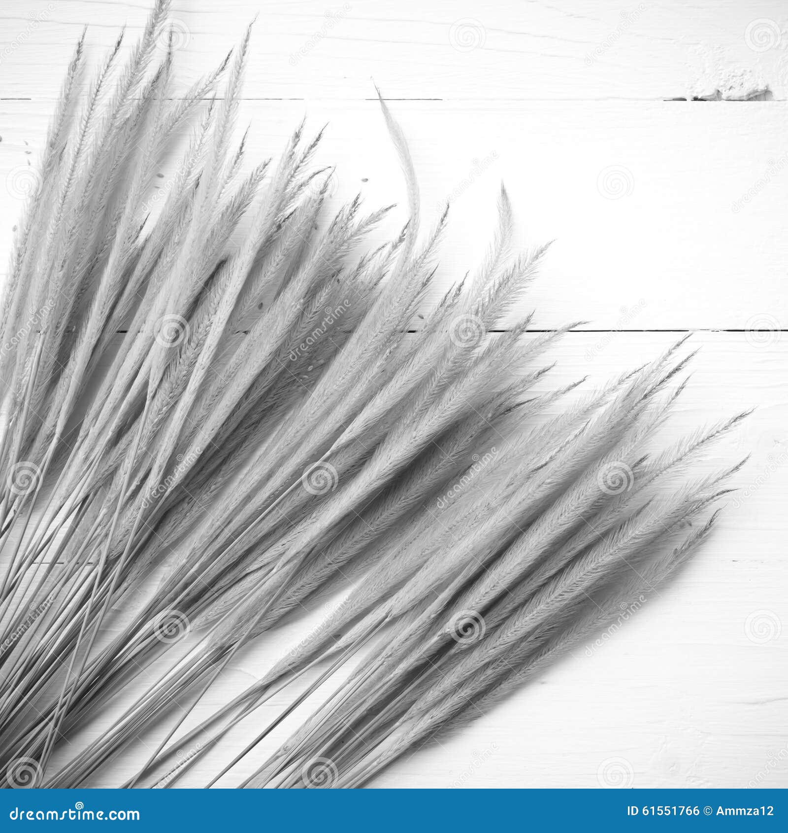 Color Blanco Y Negro Del Trigo Foto de archivo - Imagen de agricultura ...