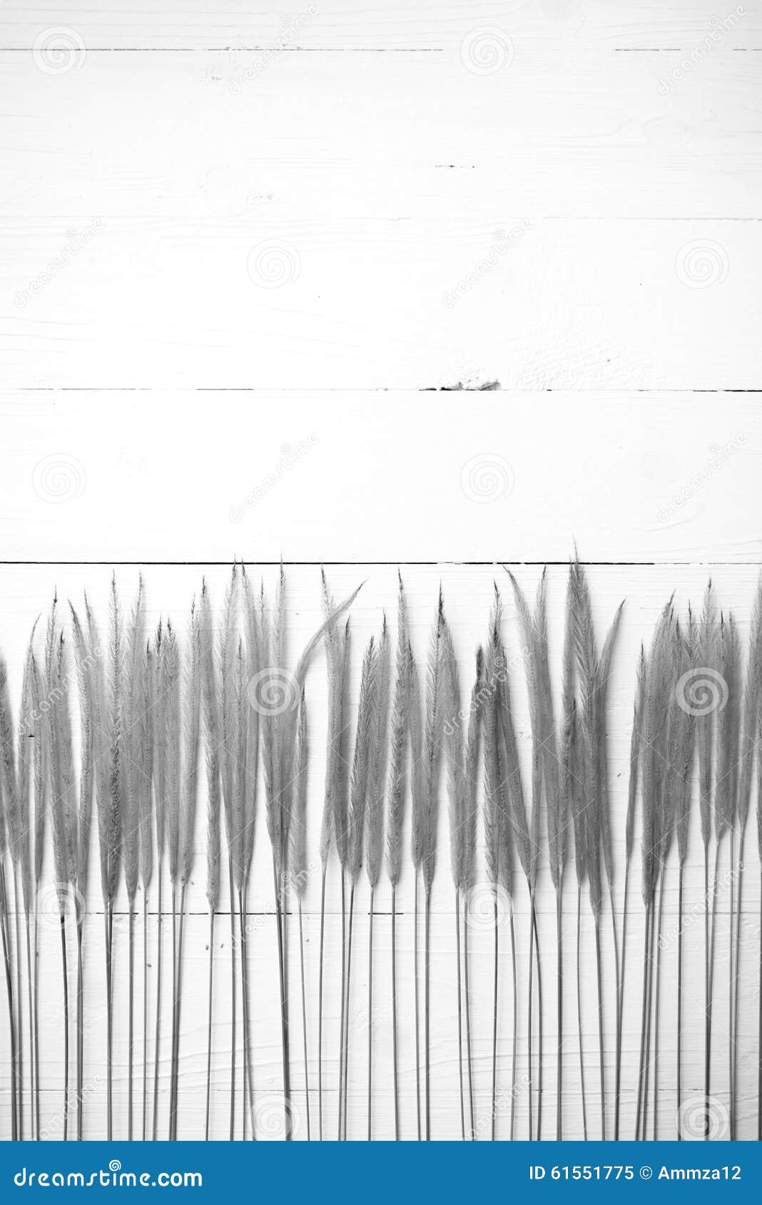 Color Blanco Y Negro Del Trigo Imagen de archivo - Imagen de entero ...