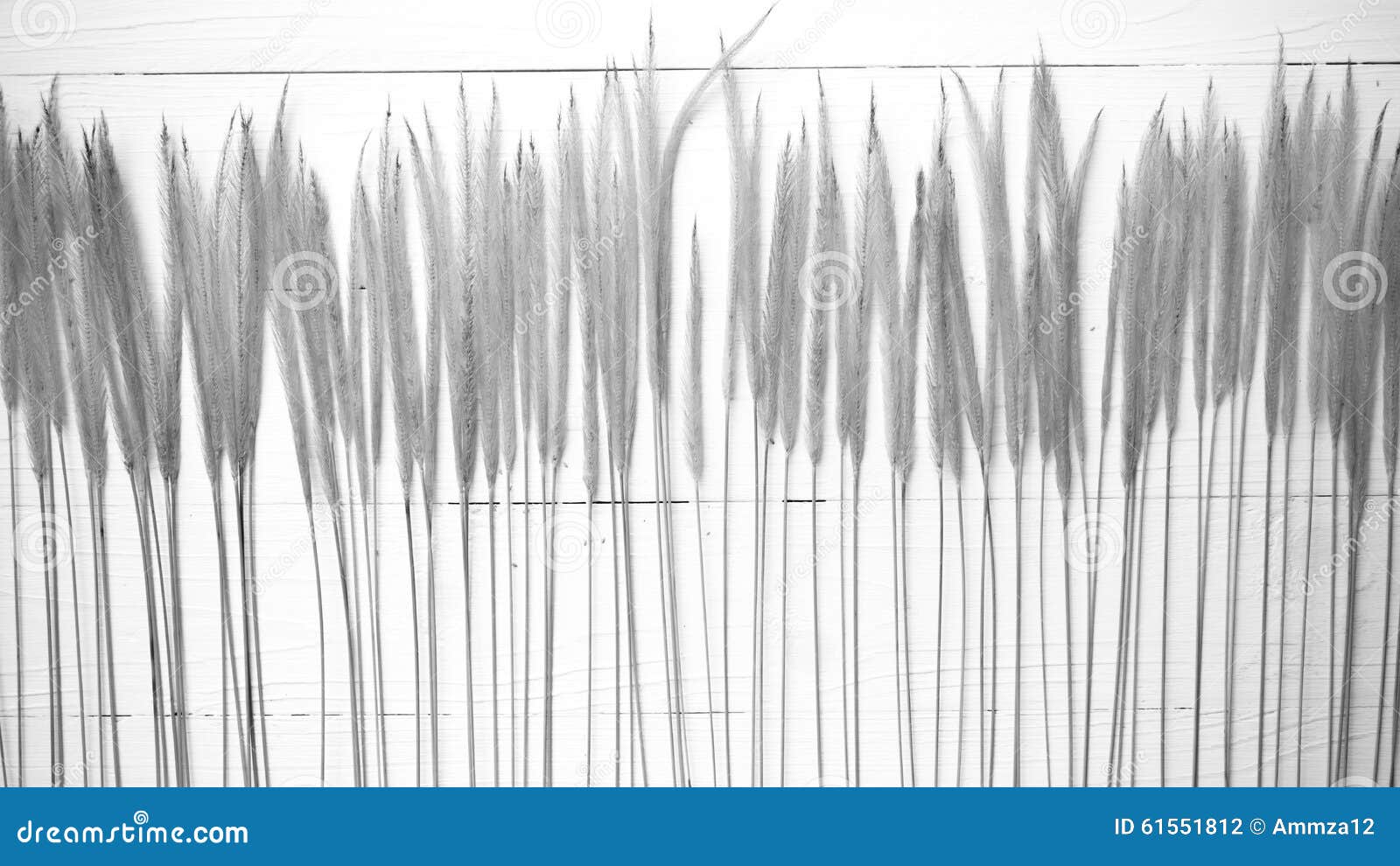 Color Blanco Y Negro Del Trigo Foto de archivo - Imagen de travieso ...