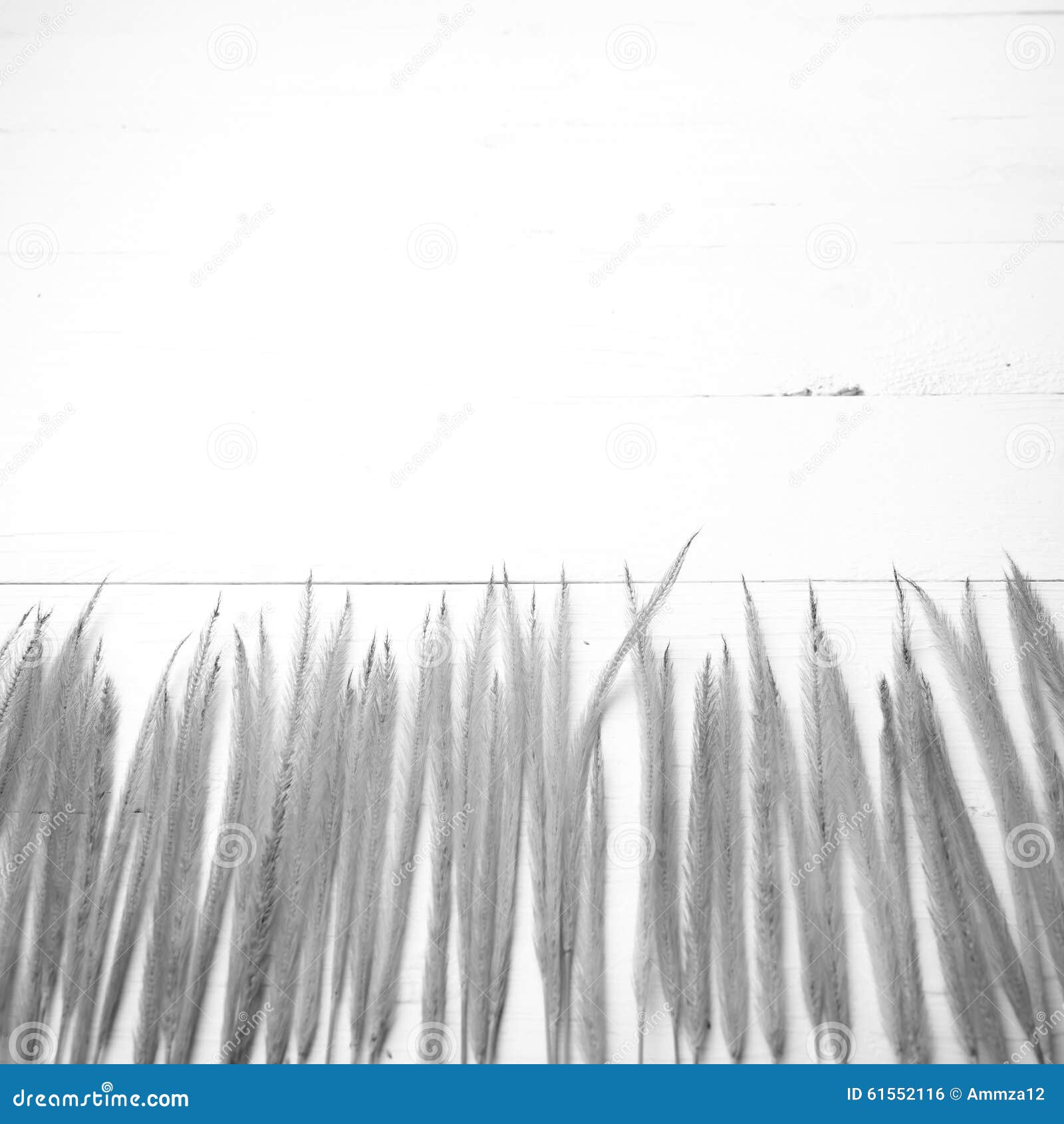 Color Blanco Y Negro Del Trigo Foto de archivo - Imagen de germen ...