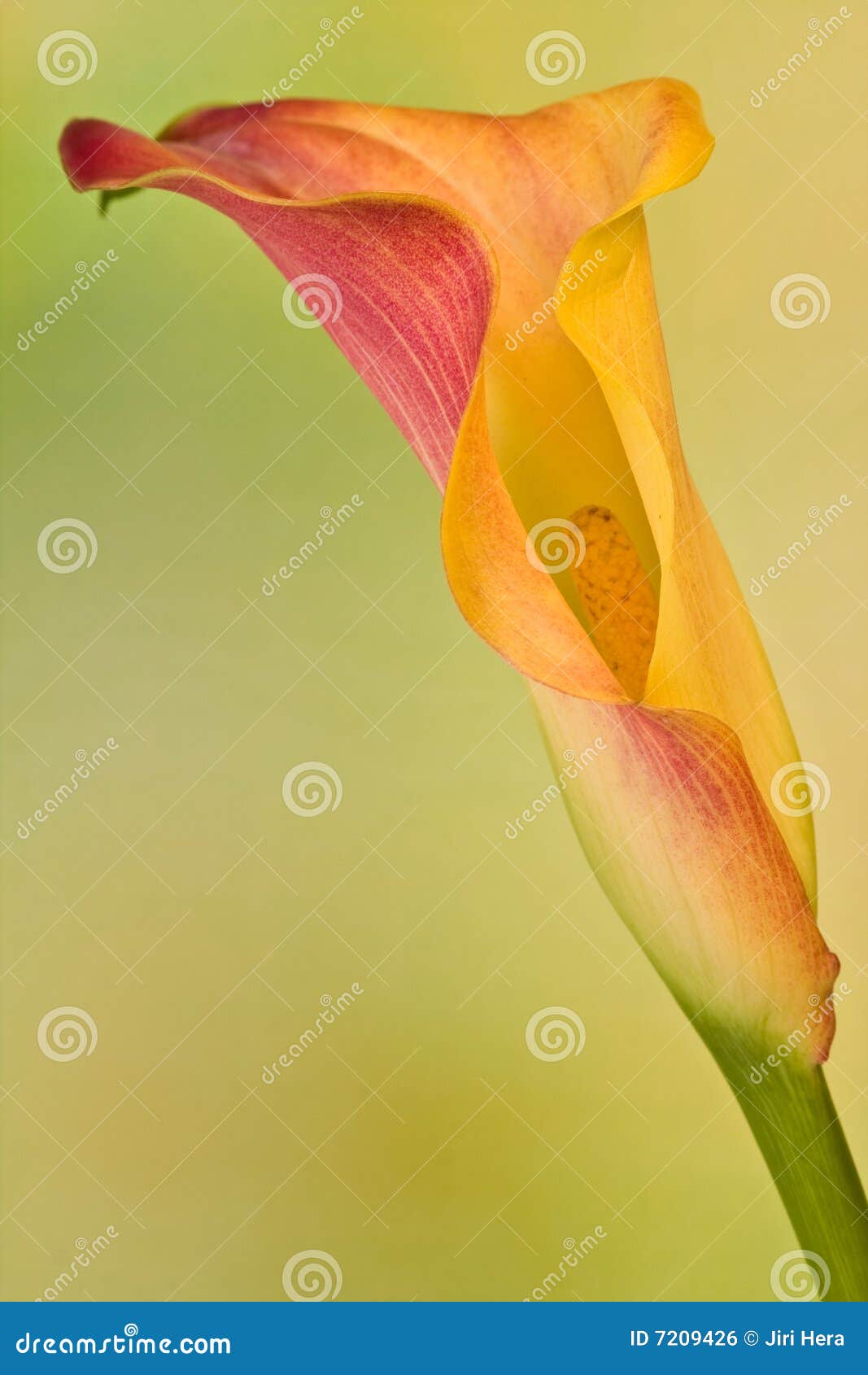 Color bloom stock photo. Image of closeup, colors, detail - 7209426