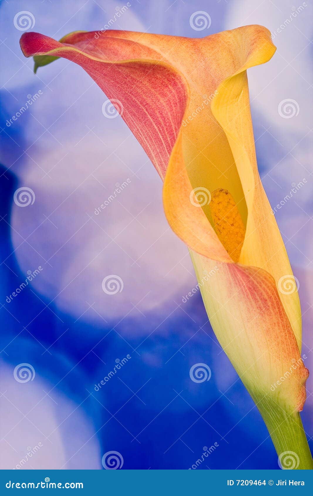 Color bloom stock photo. Image of petals, freshness, gift - 7209464