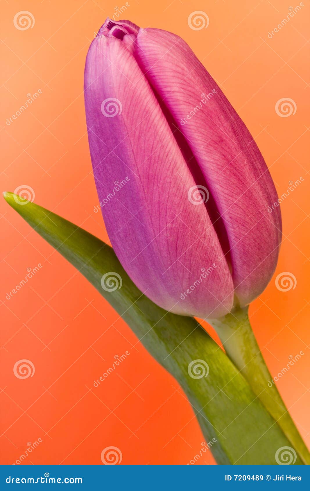 Color bloom stock image. Image of detail, gardening, happy - 7209489