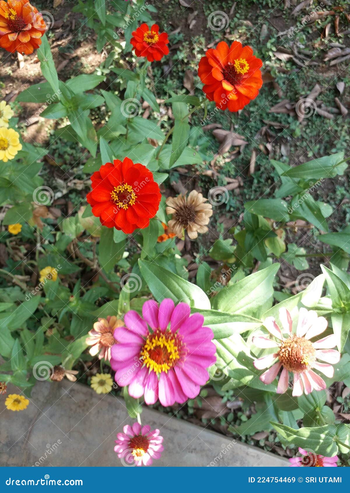 Color bonito y colorido imagen de archivo. Imagen de prado - 224754469