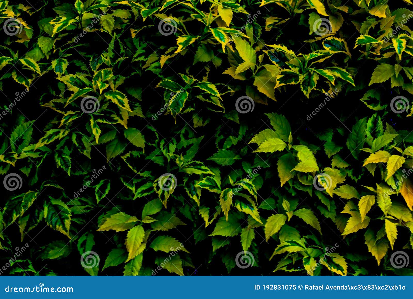 The color of the bush stock image. Image of autumn, shrub - 192831075