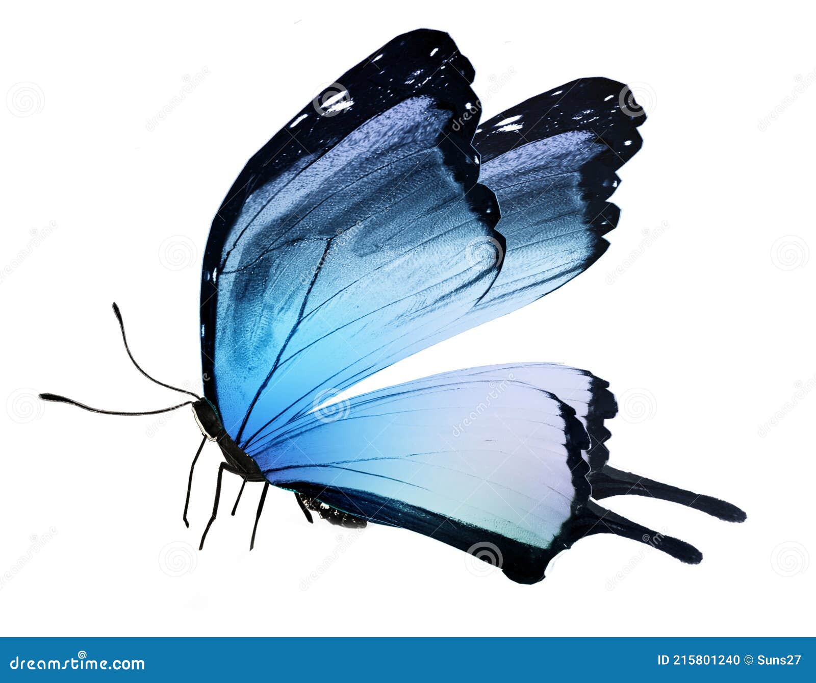 Color Butterfly , Isolated on Stock Photo - Image of environment, group ...